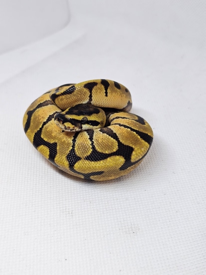 Super Enchi Het Rainbow Ball Python by Perfectly Engineered Reptiles