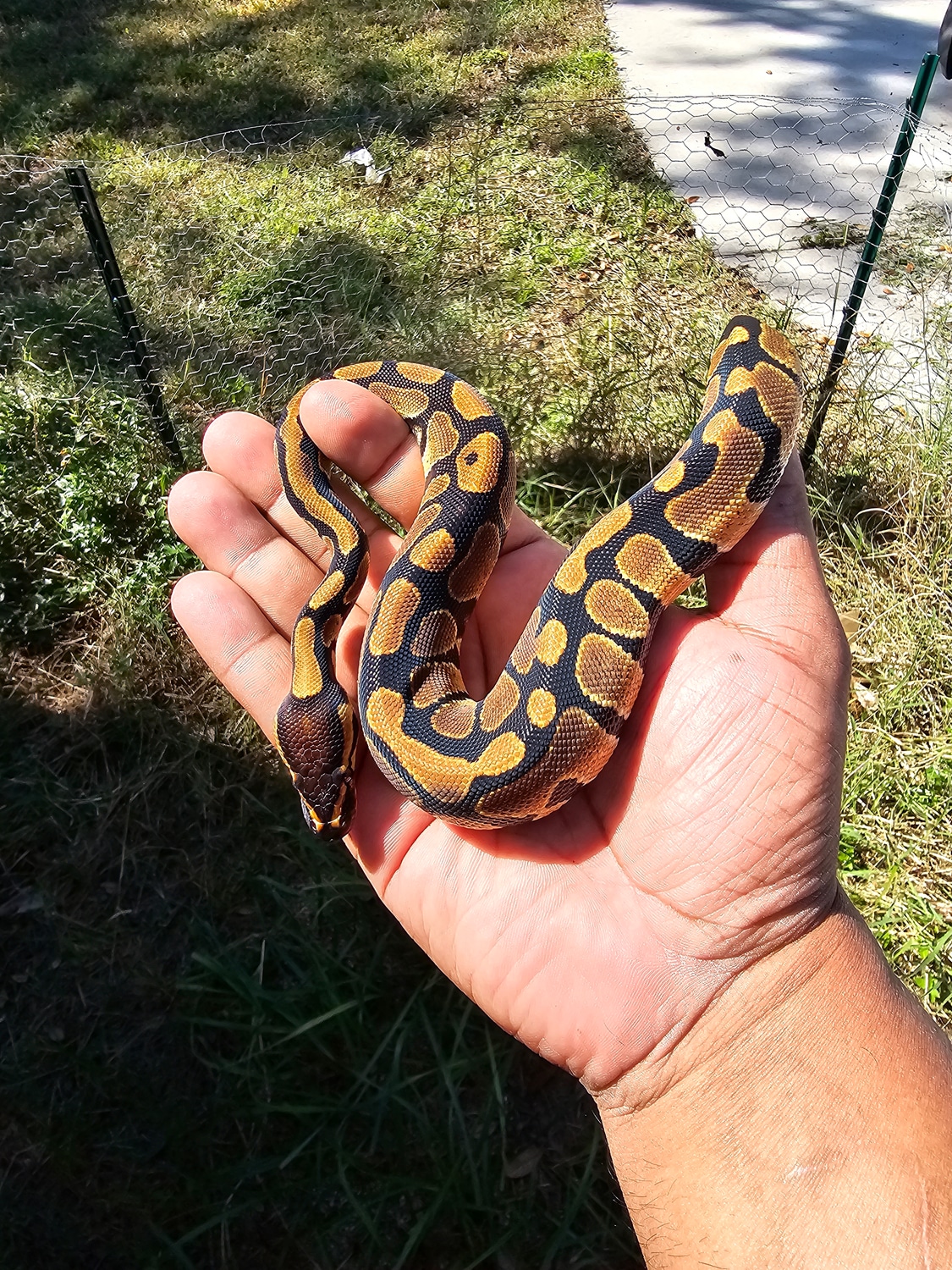 Mandarin Het Hypo Ball Python by Perfectly Engineered Reptiles ...