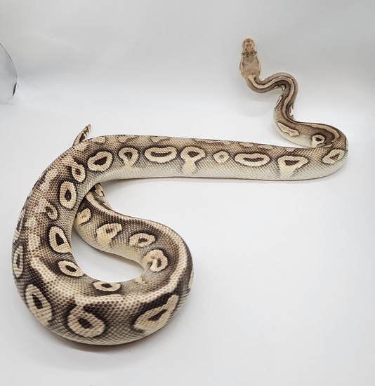 0.1 Super Pastel Mojave Het Clown Ball Python by Perfectly Engineered ...