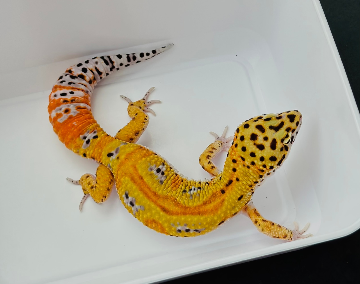 Clown Leopard Gecko by Molave Designer Geckos - MorphMarket
