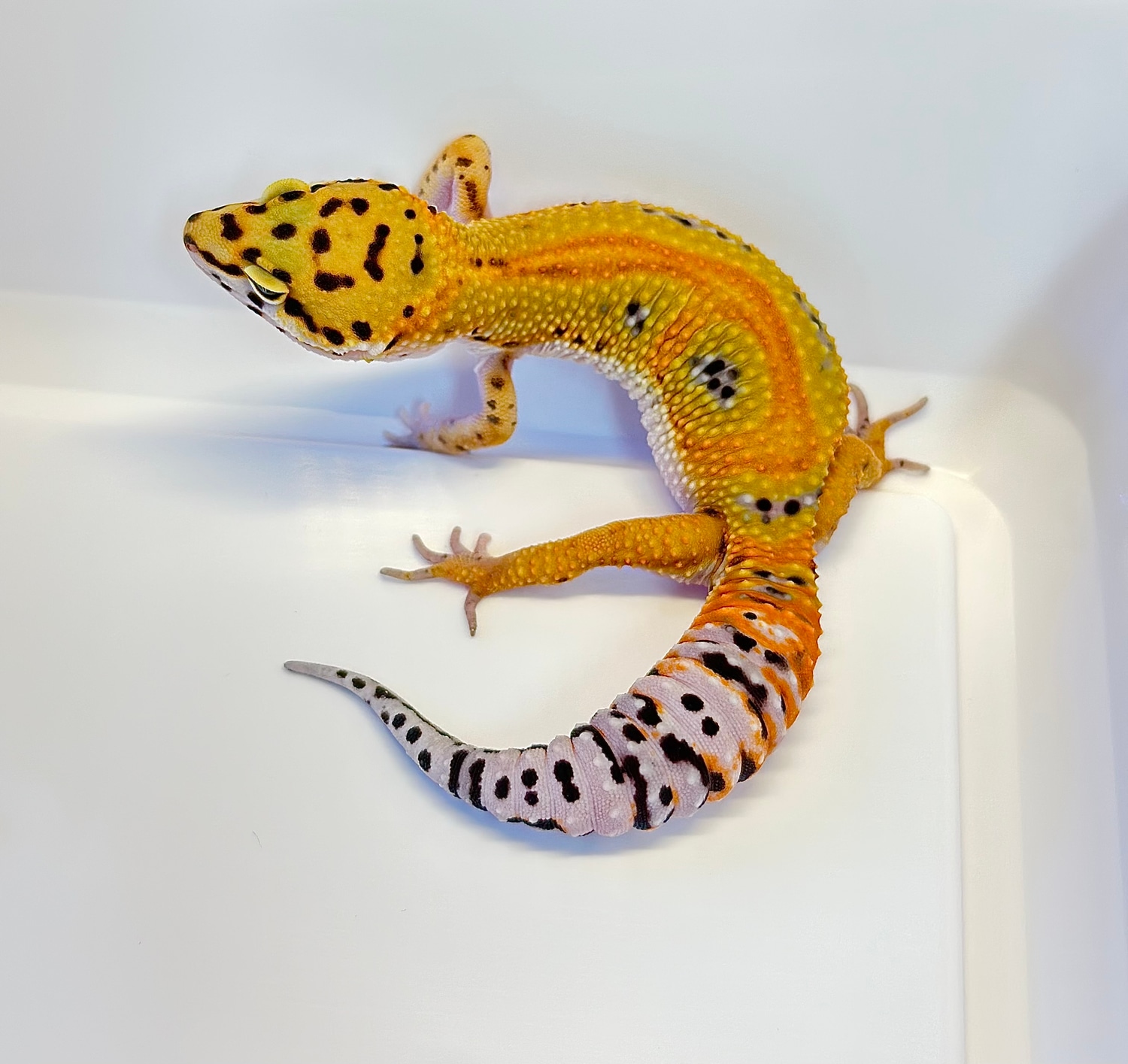 Clown G Blood Emerine Leopard Gecko by Molave Designer Geckos - MorphMarket