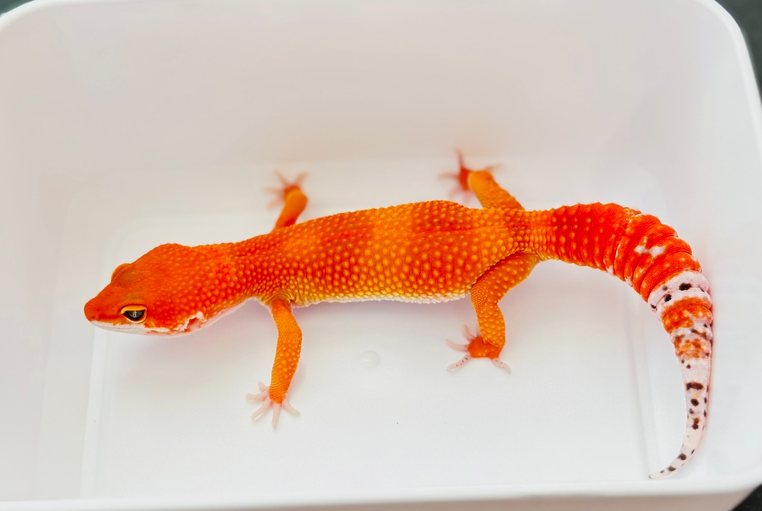 Tangerine Tornado *holdback Release Leopard Gecko by Molave Designer ...