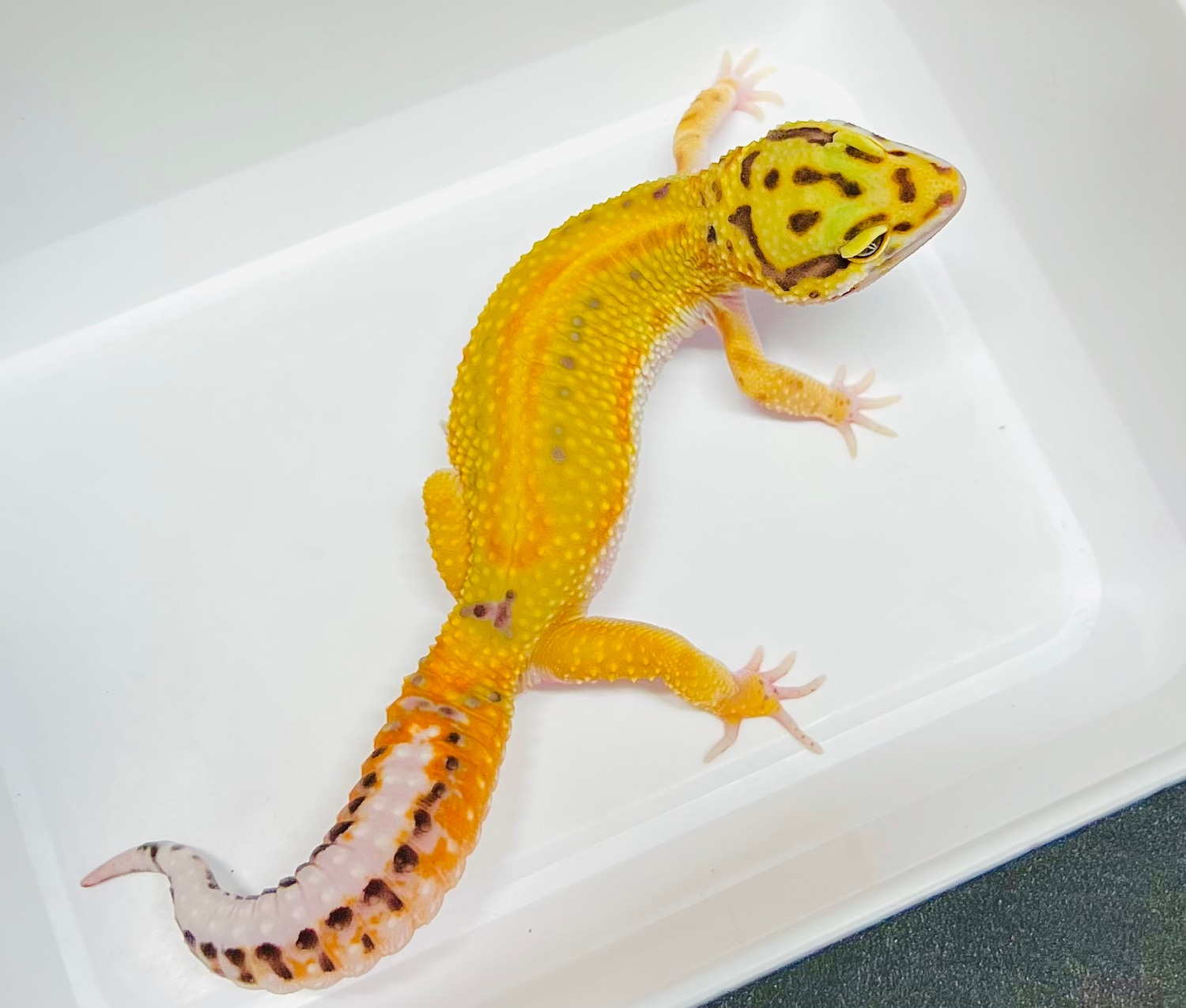 Clown G X Firebold Leopard Gecko by Molave Designer Geckos - MorphMarket