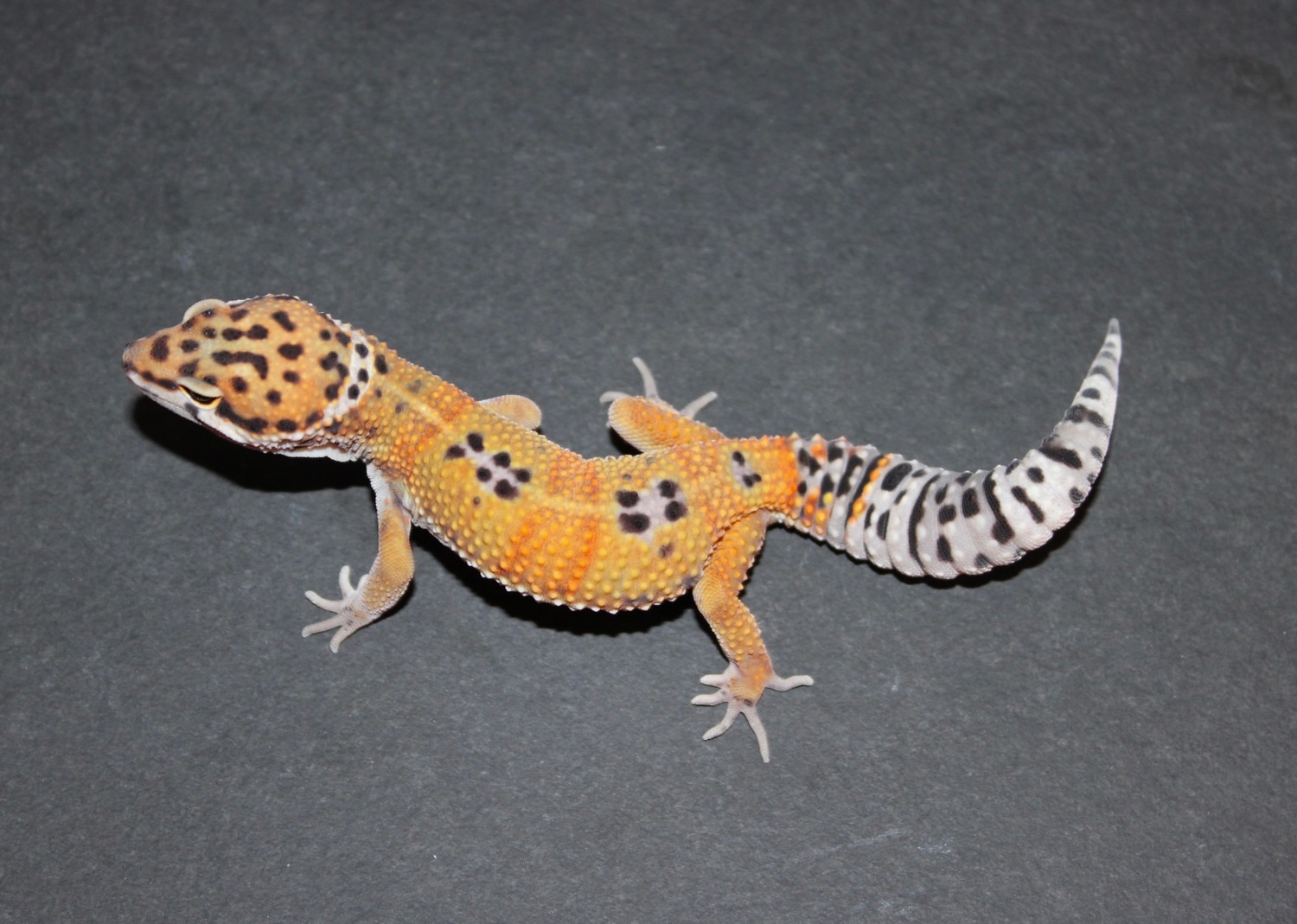 Purple Head Tangerine Leopard Gecko by Molave Designer Geckos - MorphMarket