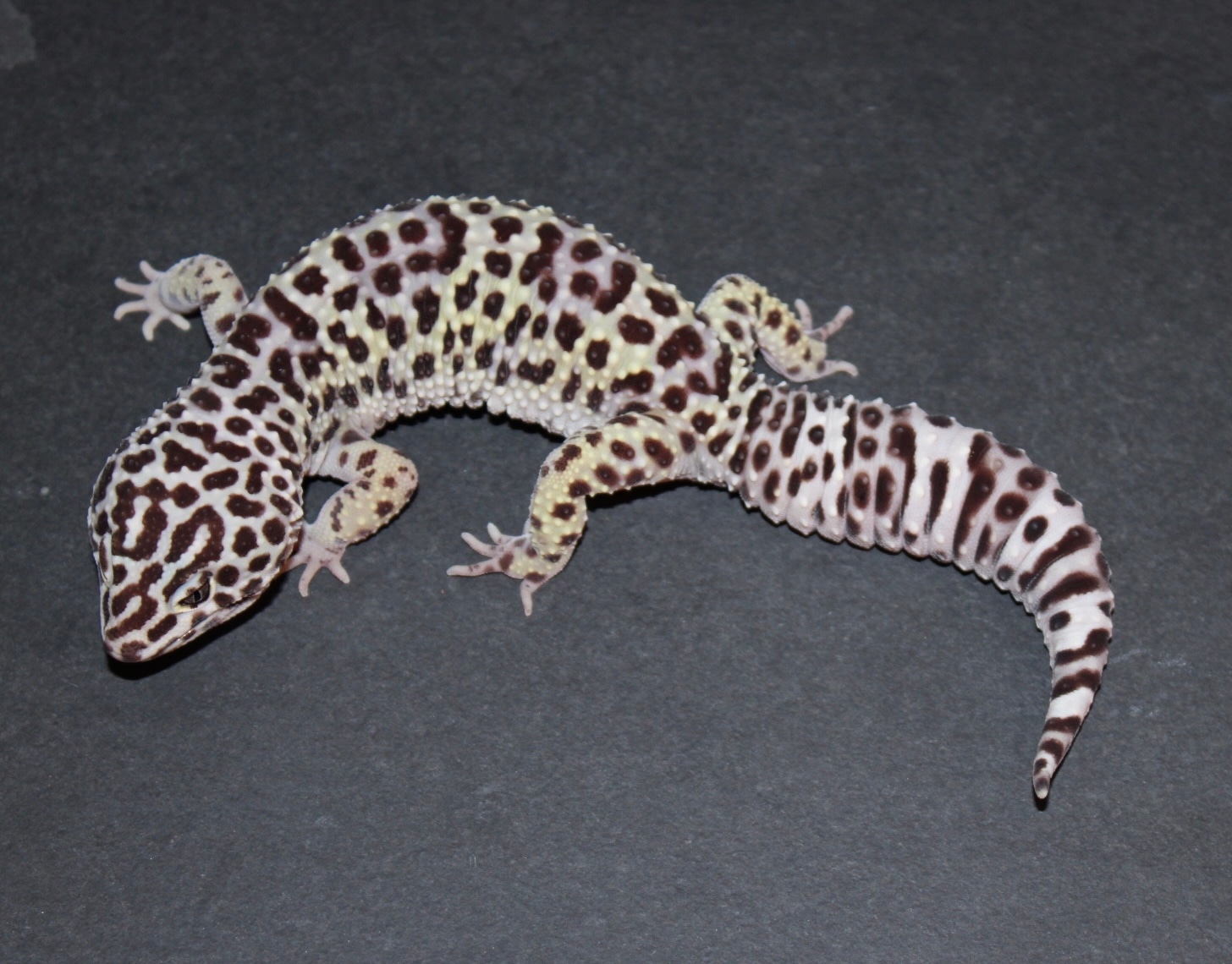 TUG Snow Leopard Gecko by Molave Designer Geckos - MorphMarket