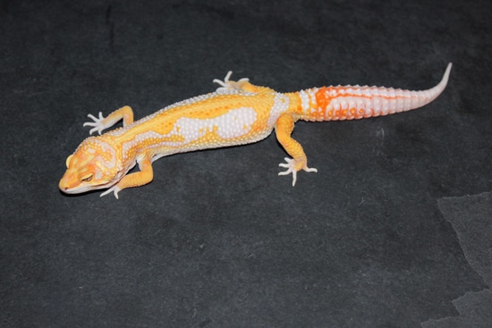 Tangerine Bold Tremper Leopard Gecko by Molave Gecko