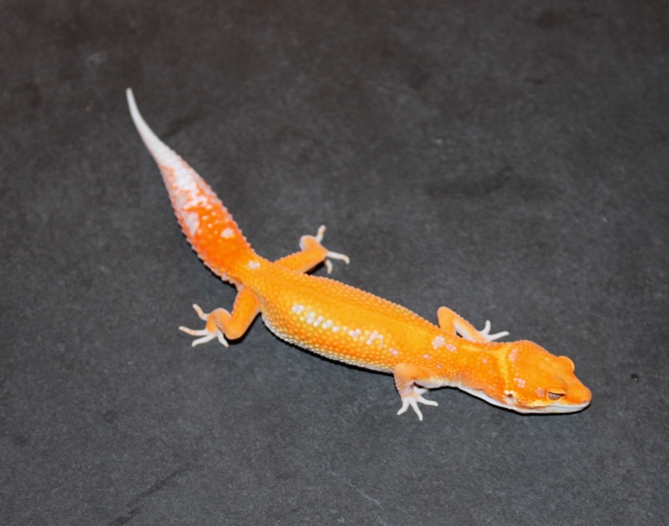 Tangerine Tremper Leopard Gecko by Molave Designer Geckos - MorphMarket