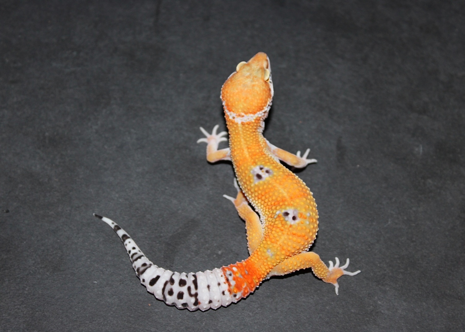Tangerine Leopard Gecko by Molave Designer Geckos - MorphMarket