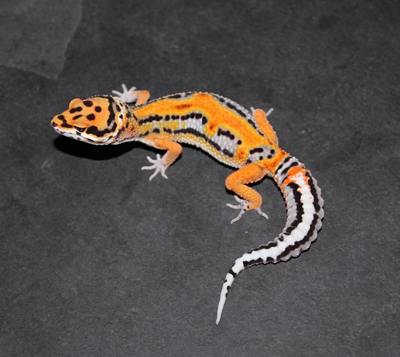 Bengal Bold Tangerine Leopard Gecko by Molave Designer Geckos - MorphMarket