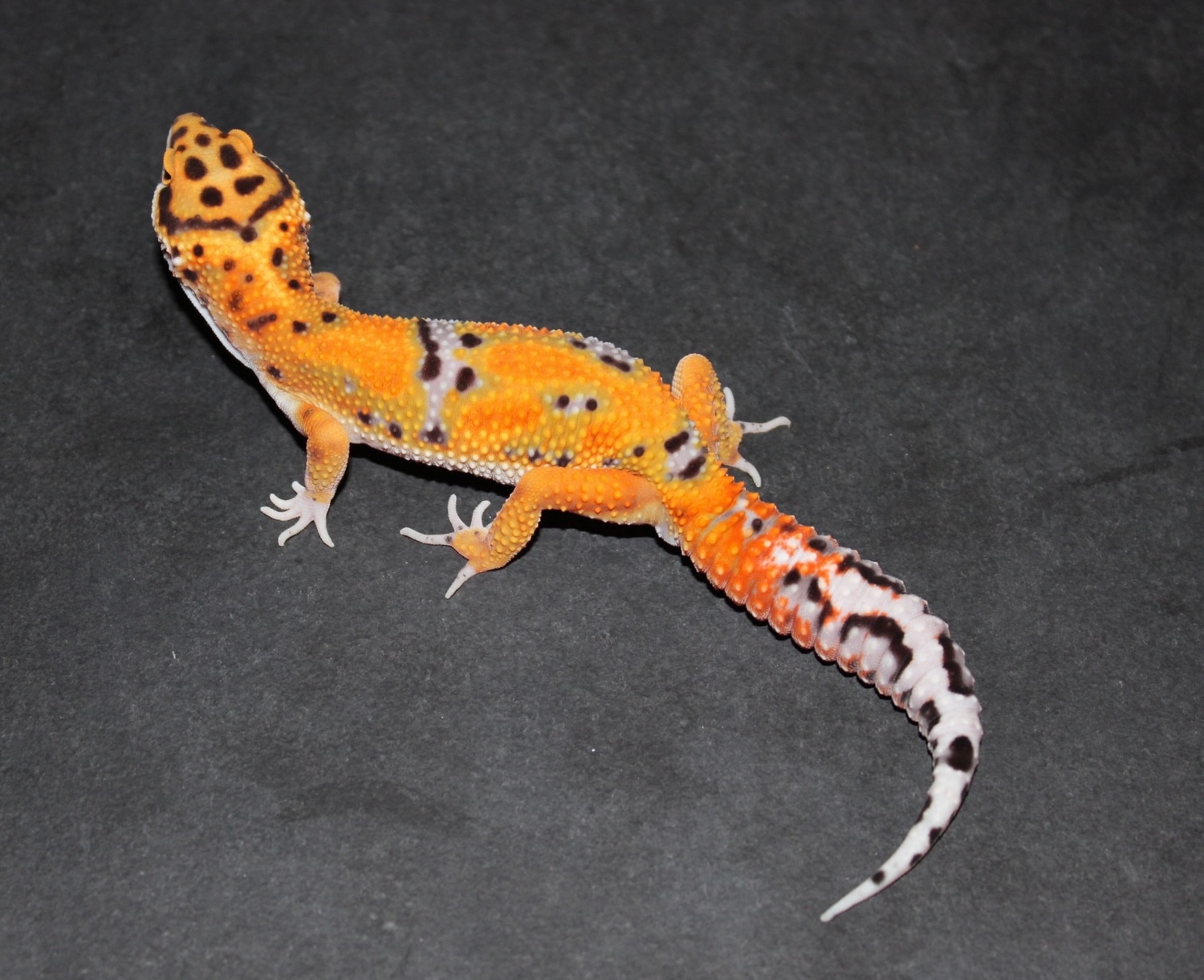Bold Tangerine Leopard Gecko by Molave Designer Geckos - MorphMarket