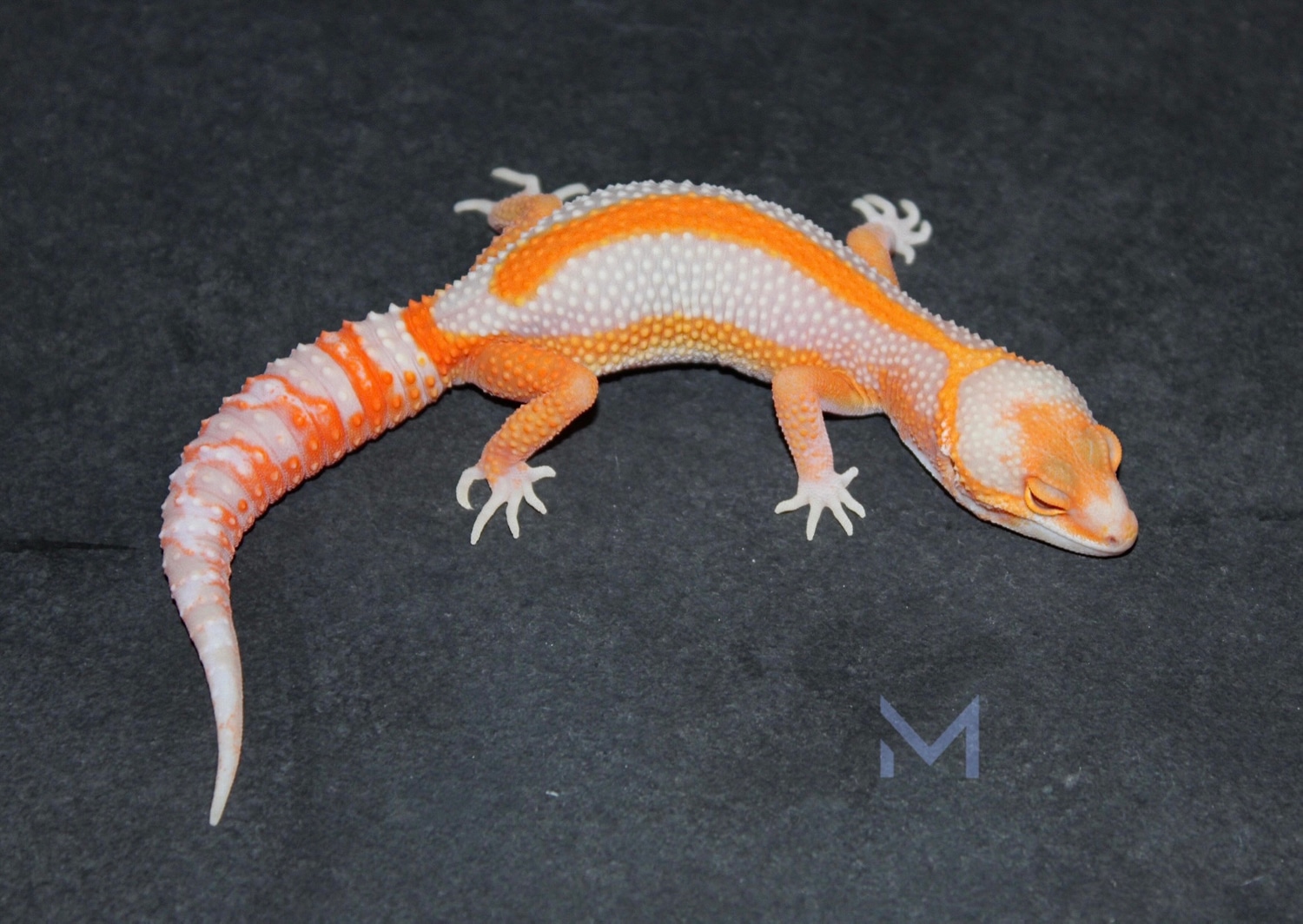 Red Diamond Clown Leopard Gecko by Molave Designer Geckos - MorphMarket