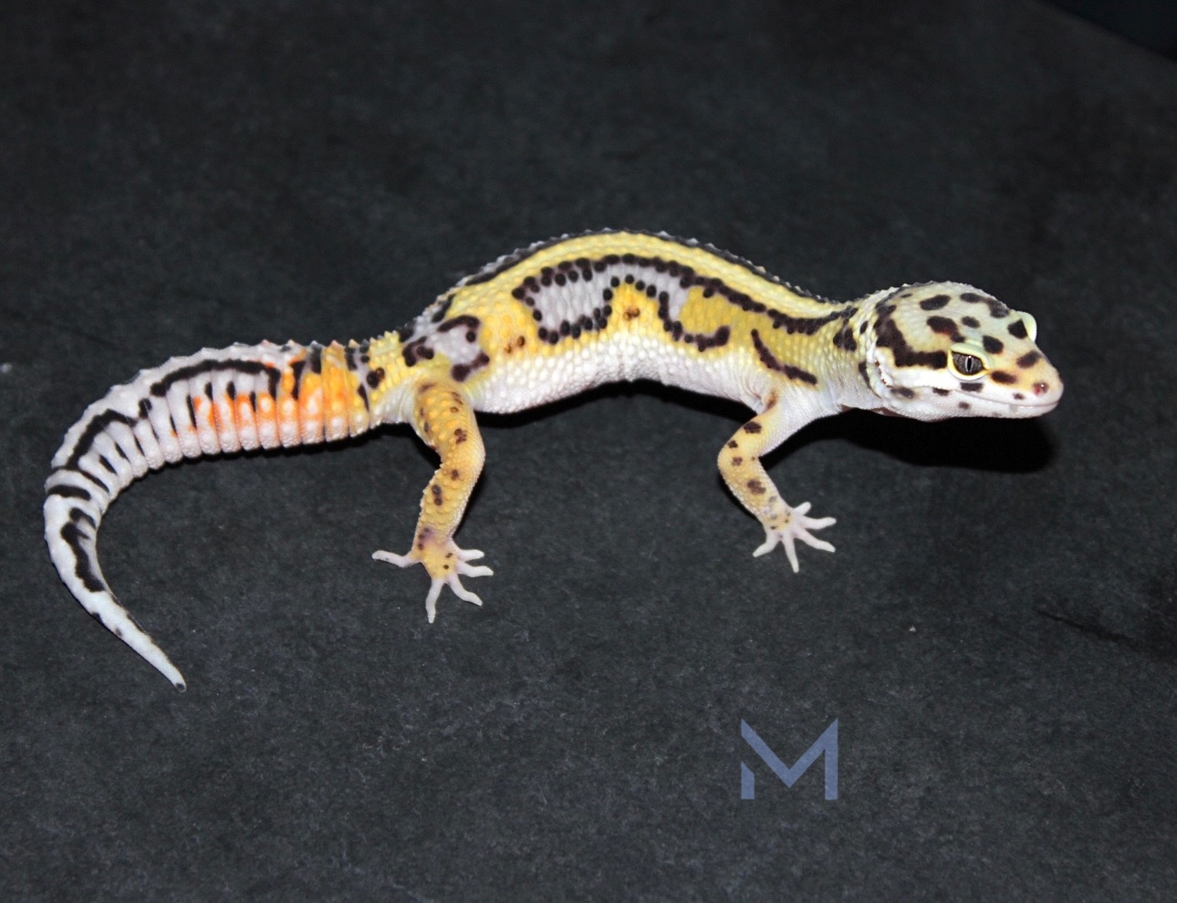 Bold Stripe Leopard Gecko by Molave Designer Geckos - MorphMarket
