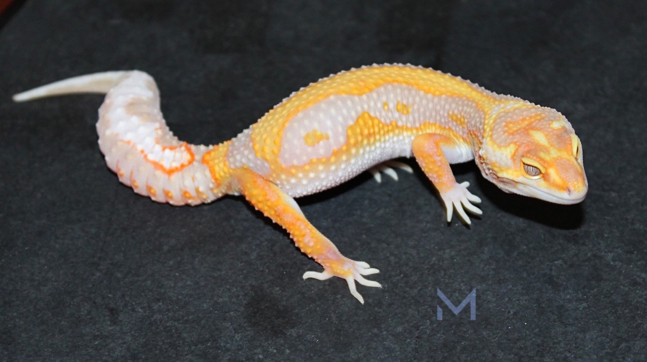 Lavender Bold Tremper Leopard Gecko by Molave Designer Geckos - MorphMarket