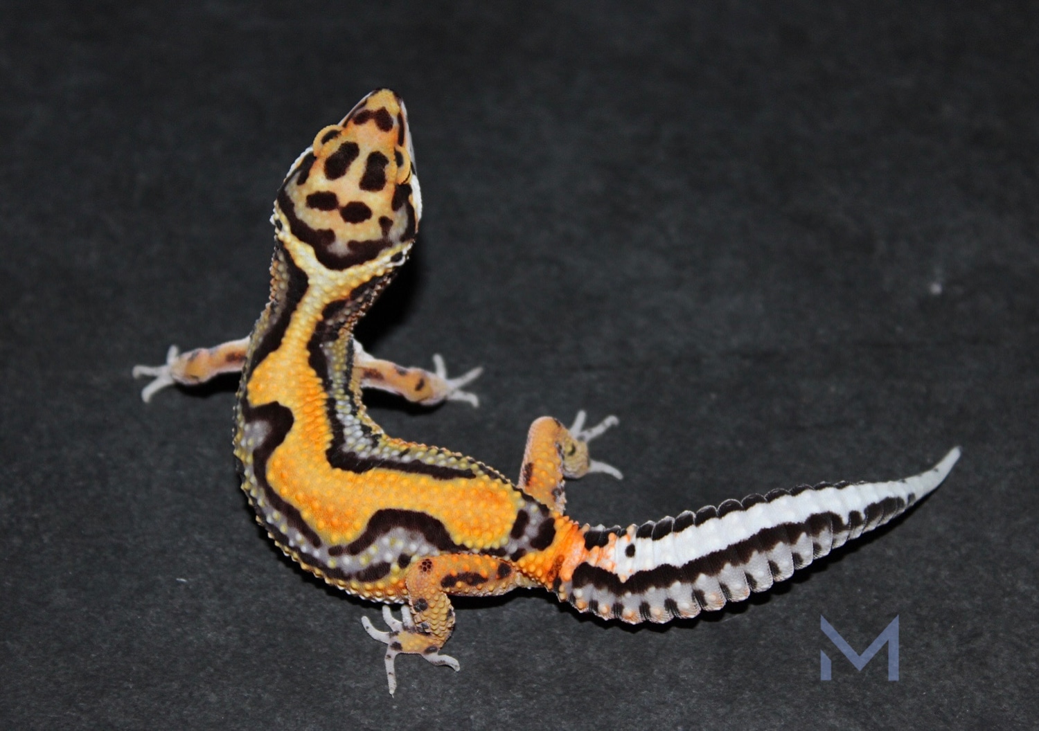Bengal Bold Tangerine Leopard Gecko by Molave Designer Geckos - MorphMarket