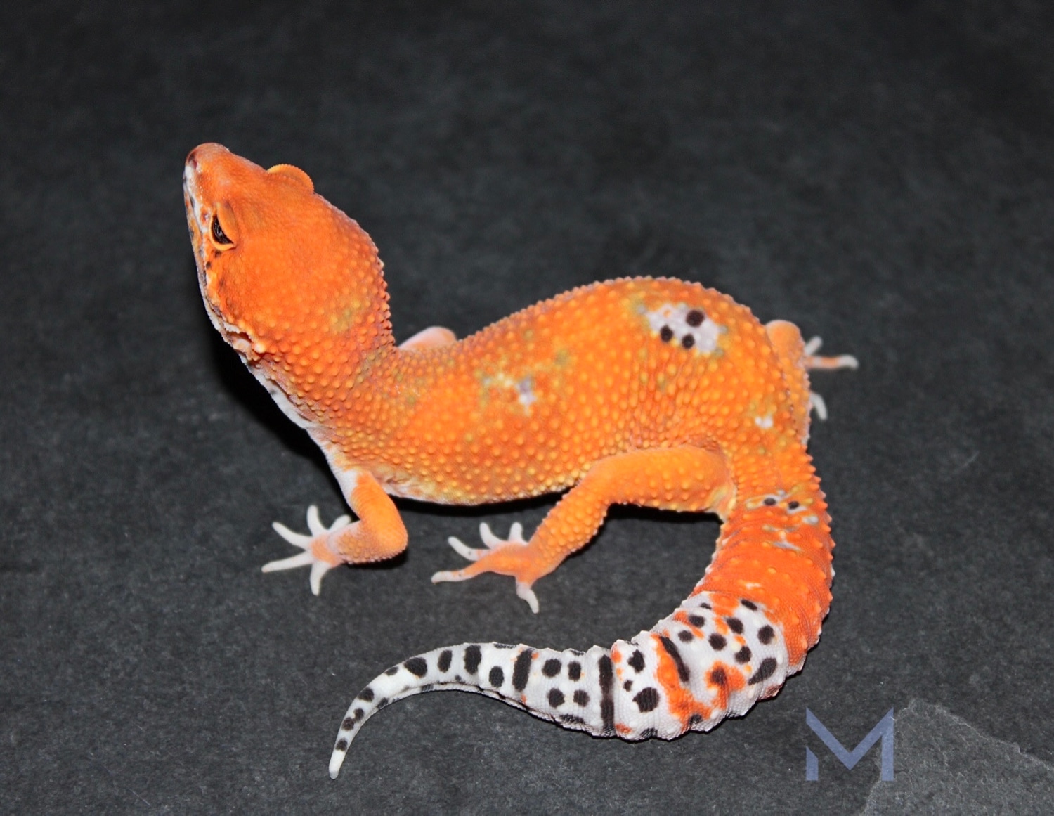 Tangerine Tornado Leopard Gecko by Molave Designer Geckos - MorphMarket