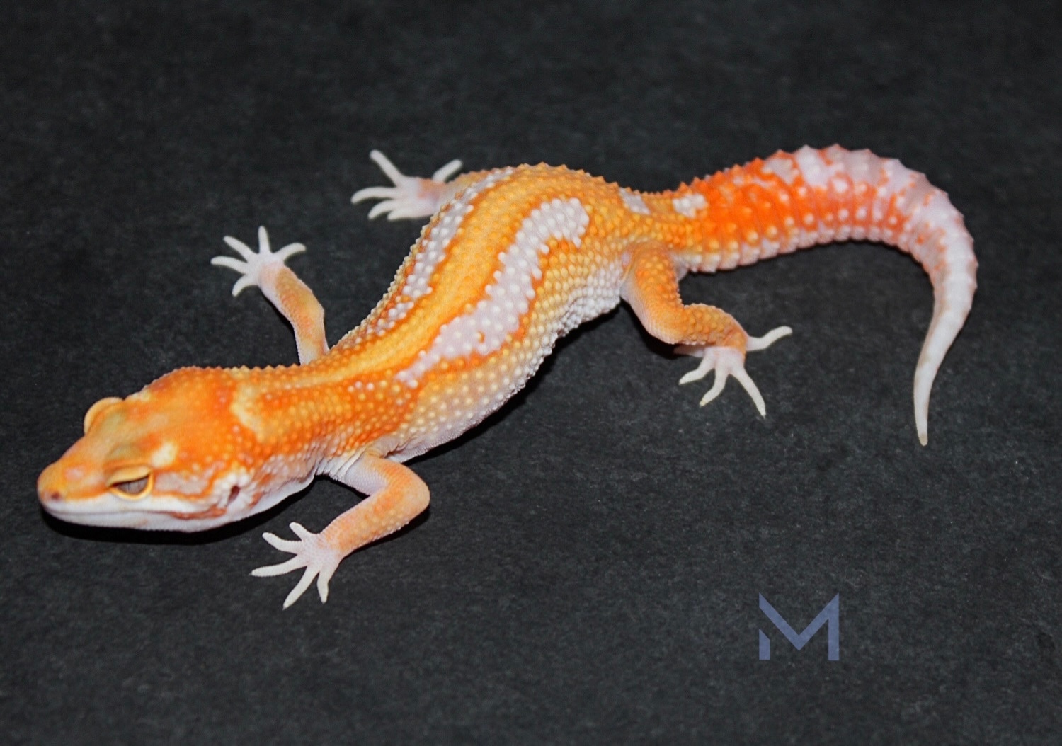 Red Diamond Blood Leopard Gecko by Molave Designer Geckos - MorphMarket