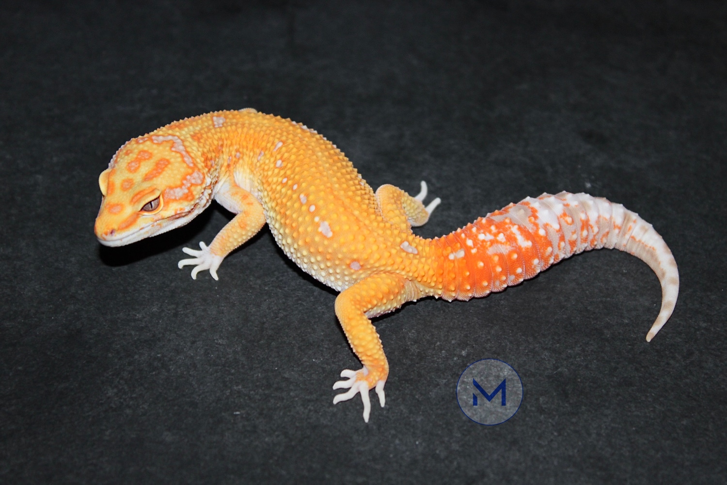 Tangerine Tremper Leopard Gecko by Molave Designer Geckos - MorphMarket