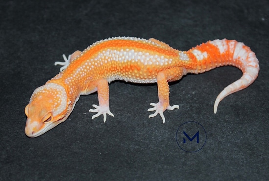 Red Diamond Clown Leopard Gecko by Molave Gecko
