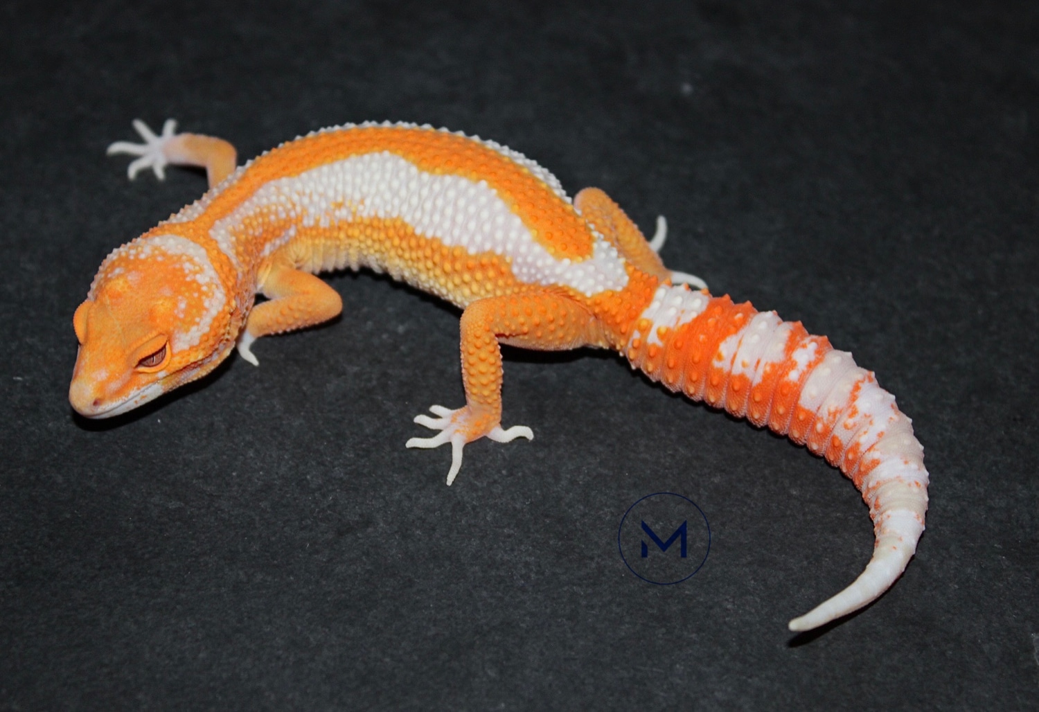 Red Diamond Firebold Leopard Gecko by Molave Designer Geckos - MorphMarket