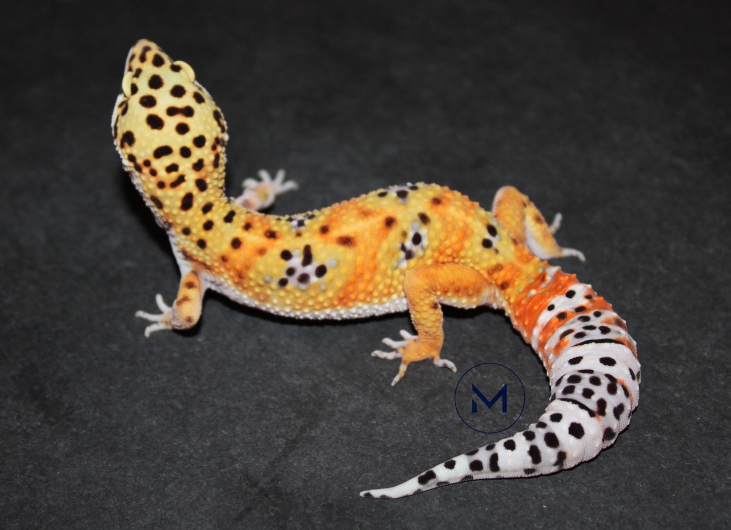 Clown G Leopard Gecko by Molave Designer Geckos - MorphMarket