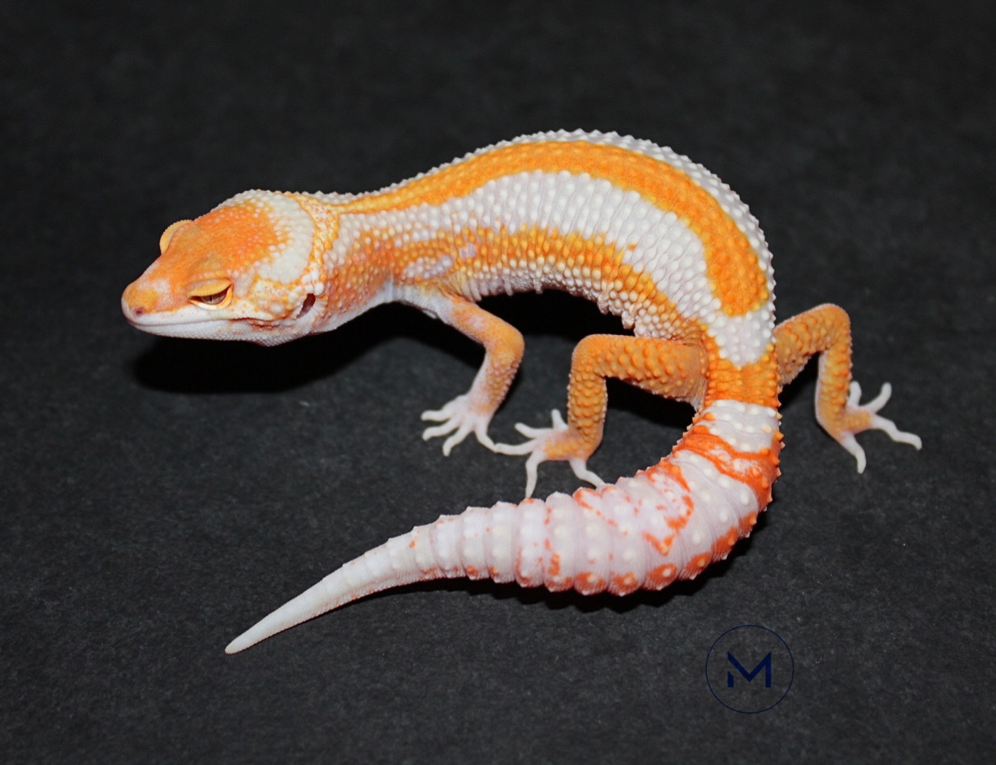Red Diamond Clown Leopard Gecko by Molave Designer Geckos - MorphMarket