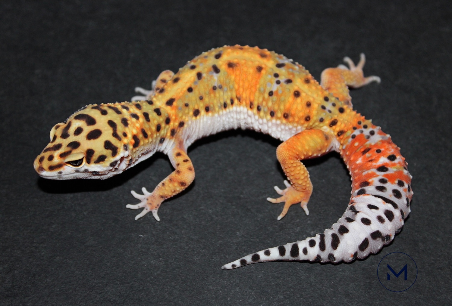 Jungle Bold Cinnamon X Mandarin Leopard Gecko by Molave Designer Geckos ...