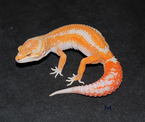 Red Diamond Clown Leopard Gecko by Molave Gecko