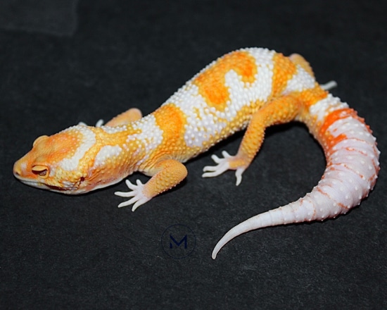 Red Diamond/Bold Leopard Gecko by Molave Gecko