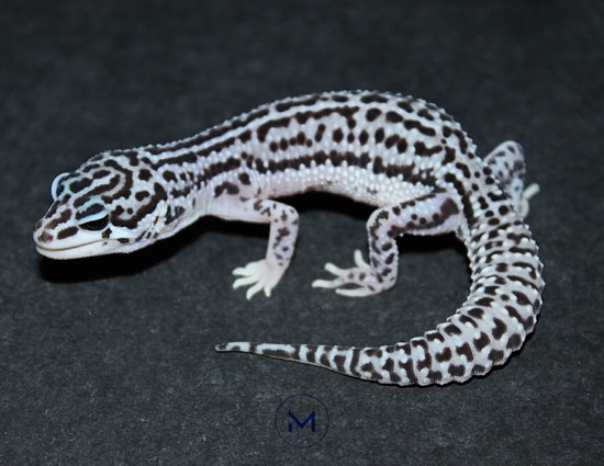 Melanistic Super Snow Leopard Gecko by Molave Gecko