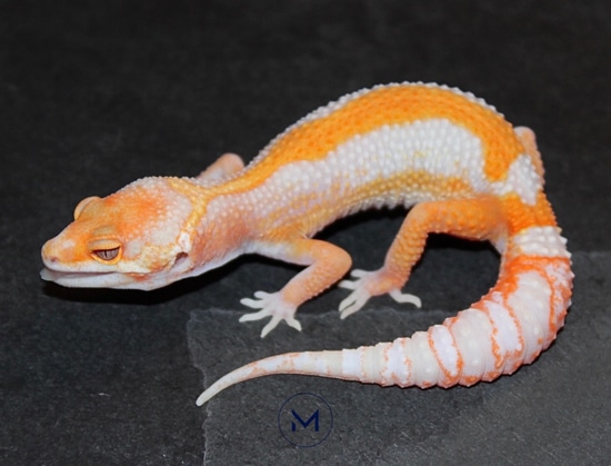 Red Diamond/Bold Leopard Gecko by Molave Gecko