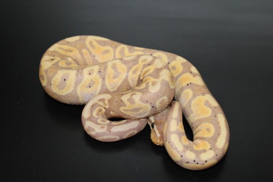 GHI Banana Asphalt Or YB Ball Python by Hatched LLC