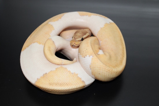 Pastel Banana Mystic Pied Ball Python by Hatched LLC