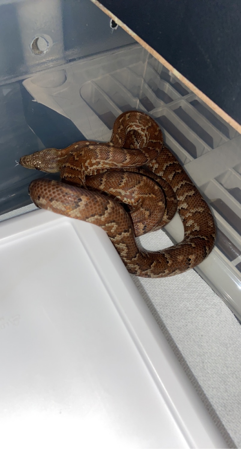 Dominican Red Mountain Boa Hispaniolan boa by Contiental Constrictors ...
