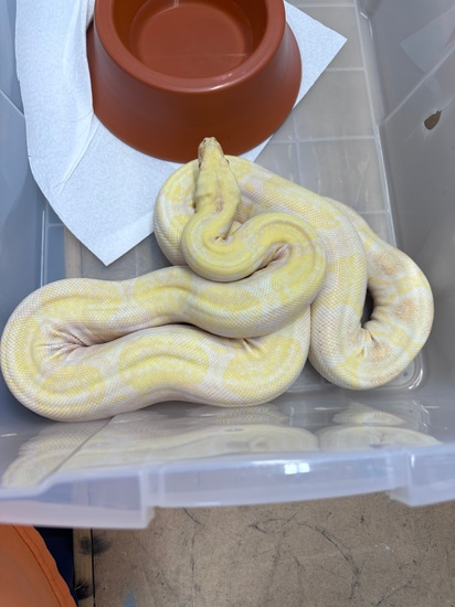 Khal Het Snow $500 Off!! Boa Constrictor by Contiental Constrictors