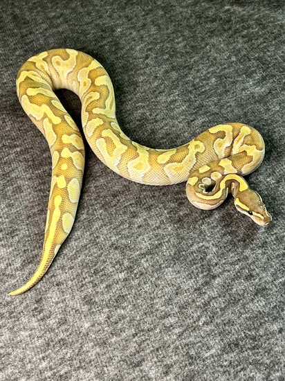 Enchi Mojave Hypo / Orange Ghost Ball Python by Project: Slither