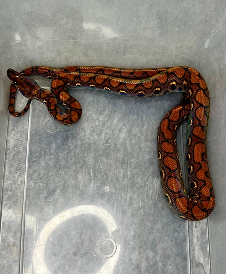 Brazilian Rainbow Boa by Project: Slither