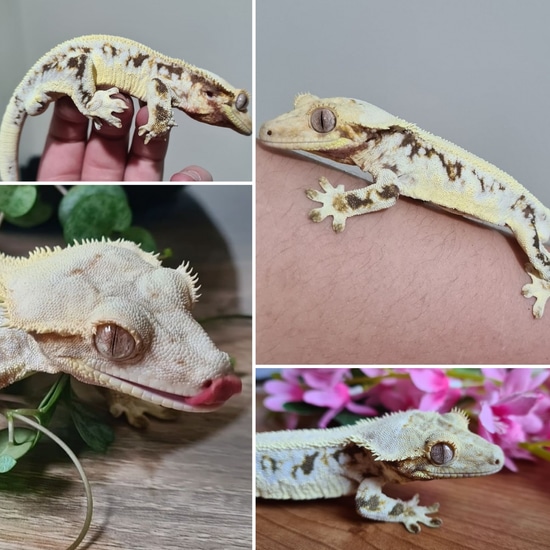 Male High Expression Lillywhite Crested Gecko by Molly's Cresties