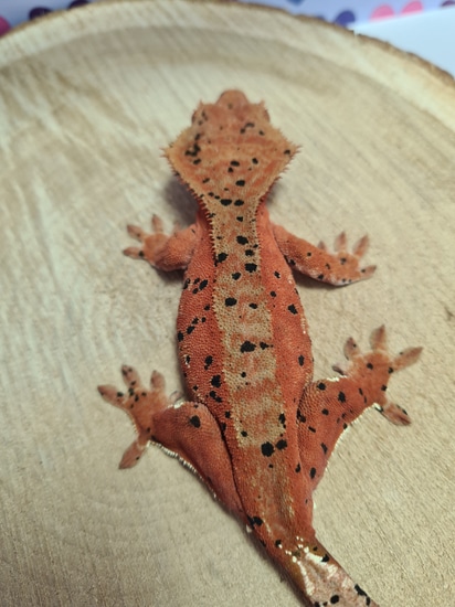 Pet Only Female Super Dalmatian Crested Gecko by Molly's Cresties