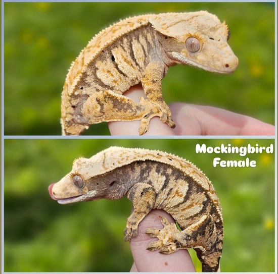 Holdback Release Female Tricolour Crested Gecko by Molly's Cresties