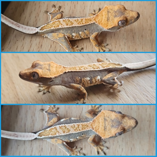 Stunning Unsexed Harlequin Crested Gecko by Molly's Cresties