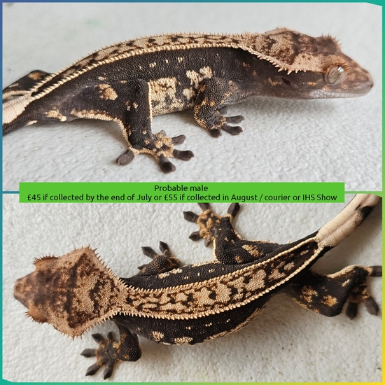 Gorgeous Harlequin Full Pinstripe 😱 Crested Gecko by Molly's Cresties