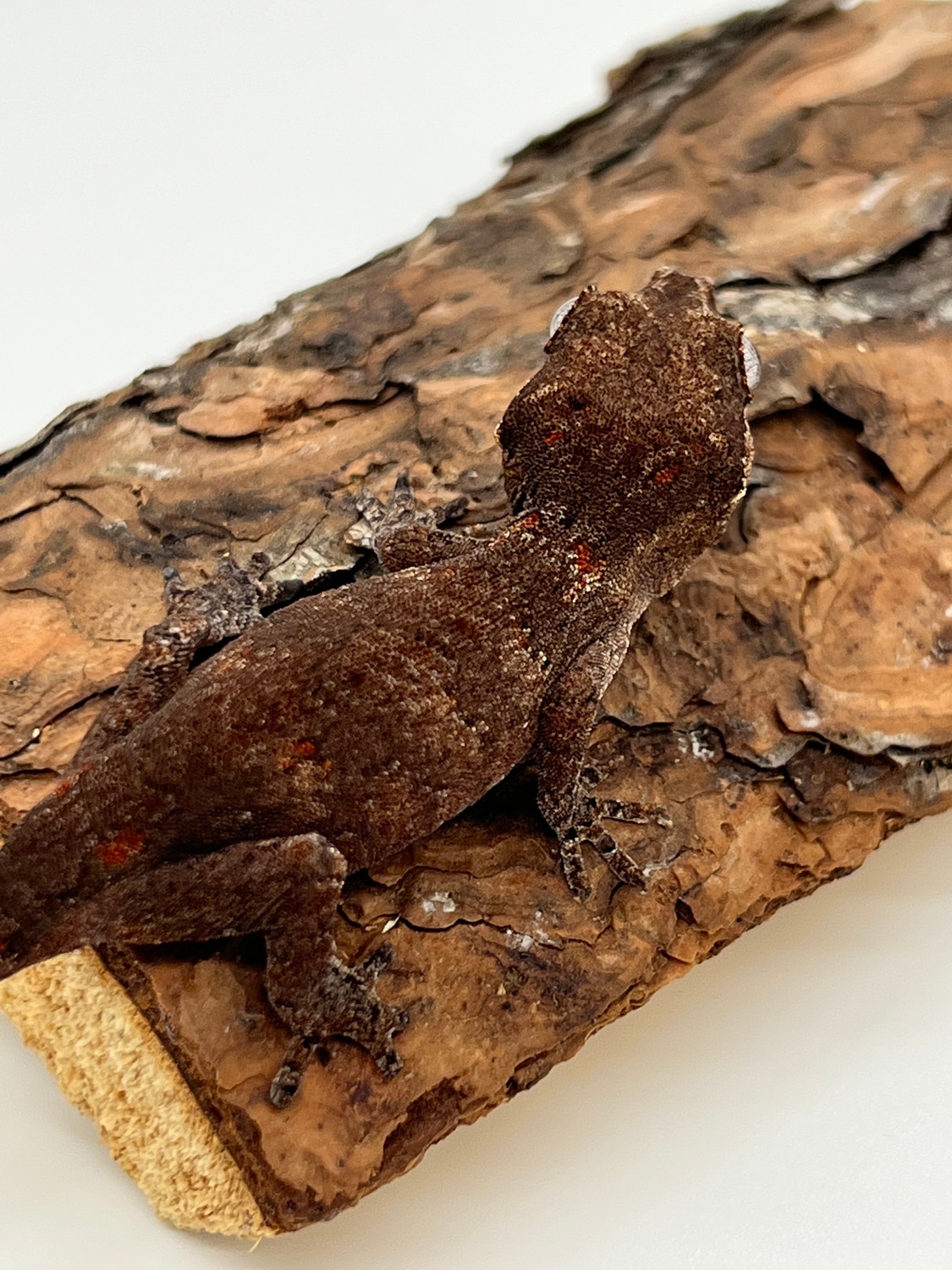Red Reticulated Gargoyle Gargoyle Gecko by GMom's Geckos - MorphMarket