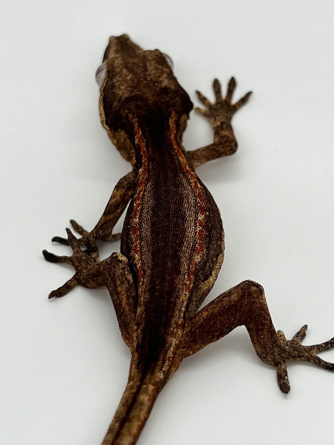 Red Gargoyle Gargoyle Gecko by GMom's Geckos - MorphMarket