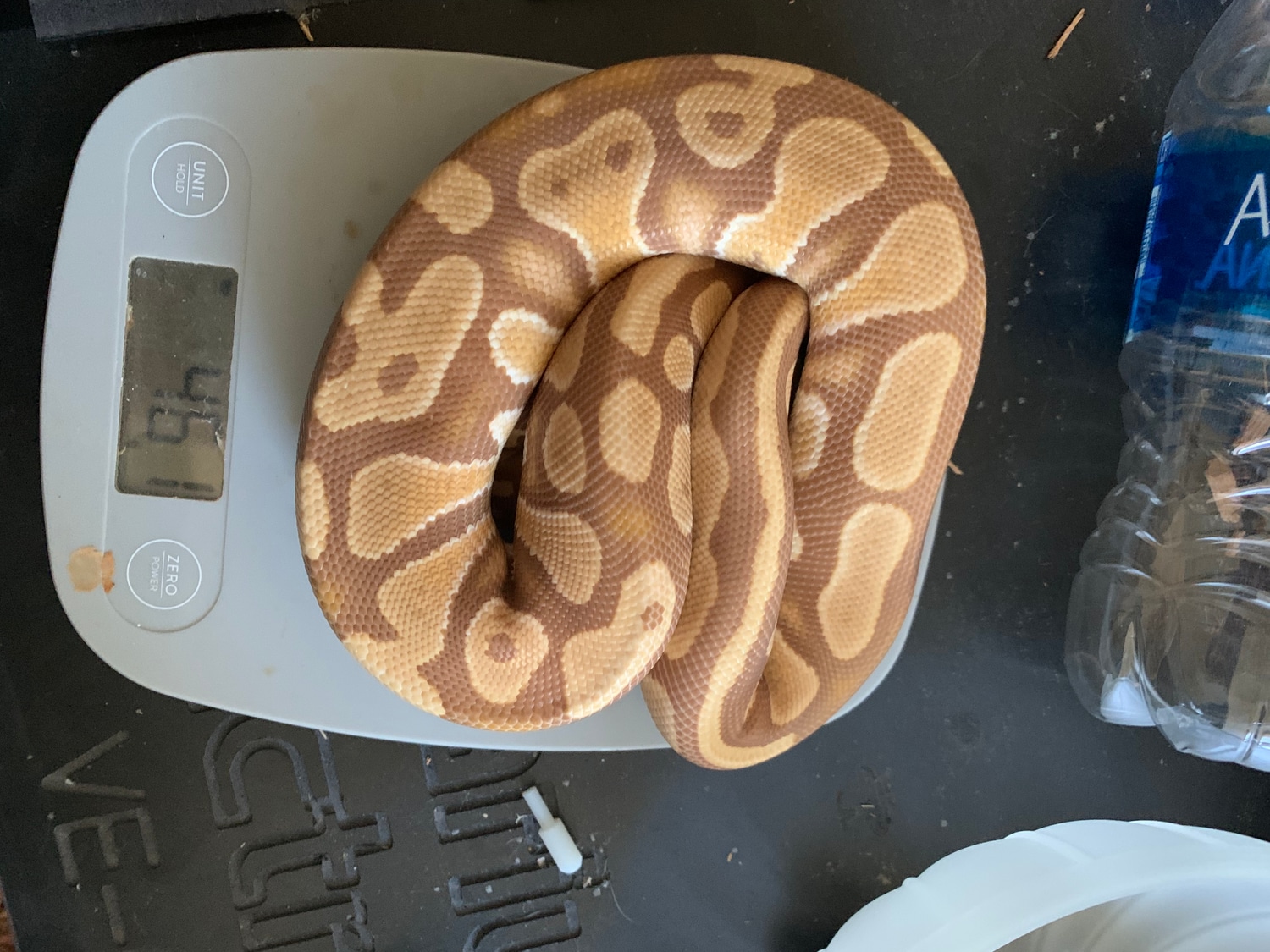 Ultramel Ball Python by Genesis's Pythons - MorphMarket