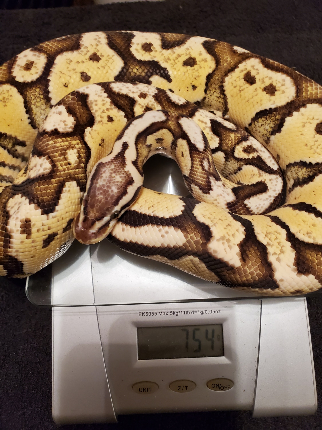 Firefly Ball Python by Roger Kime morphs - MorphMarket