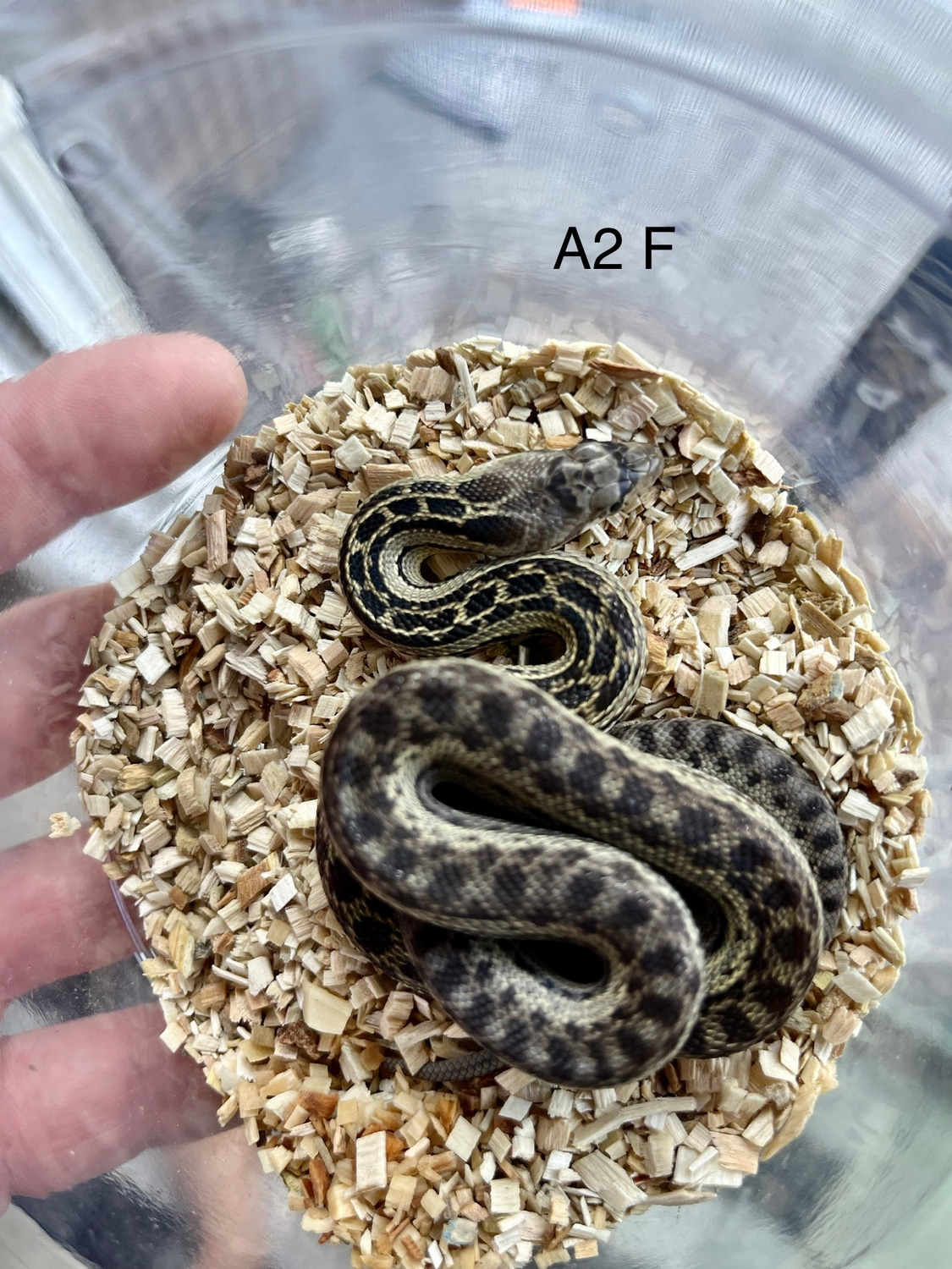 Black Friday!Anery San Diego (Het Envy Snow) Gopher Snake by Monahan ...