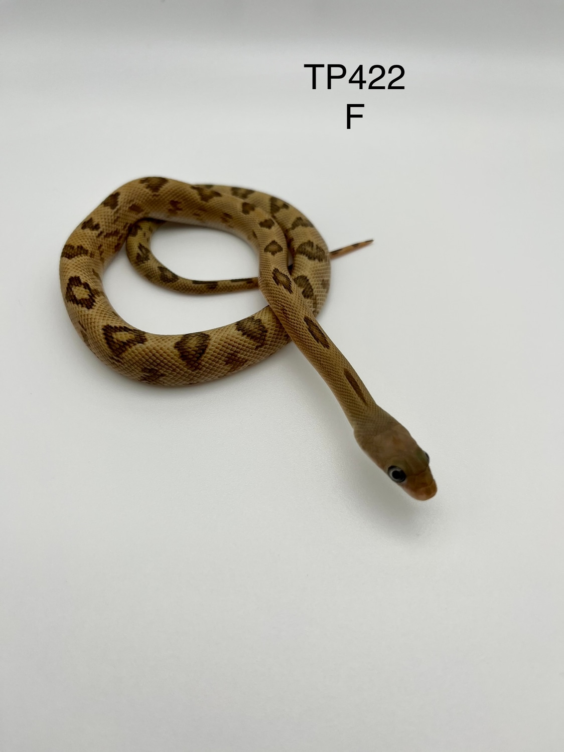 Blonde Phase Trans-Pecos Rat Snake by Monahan Herpetoculture - MorphMarket