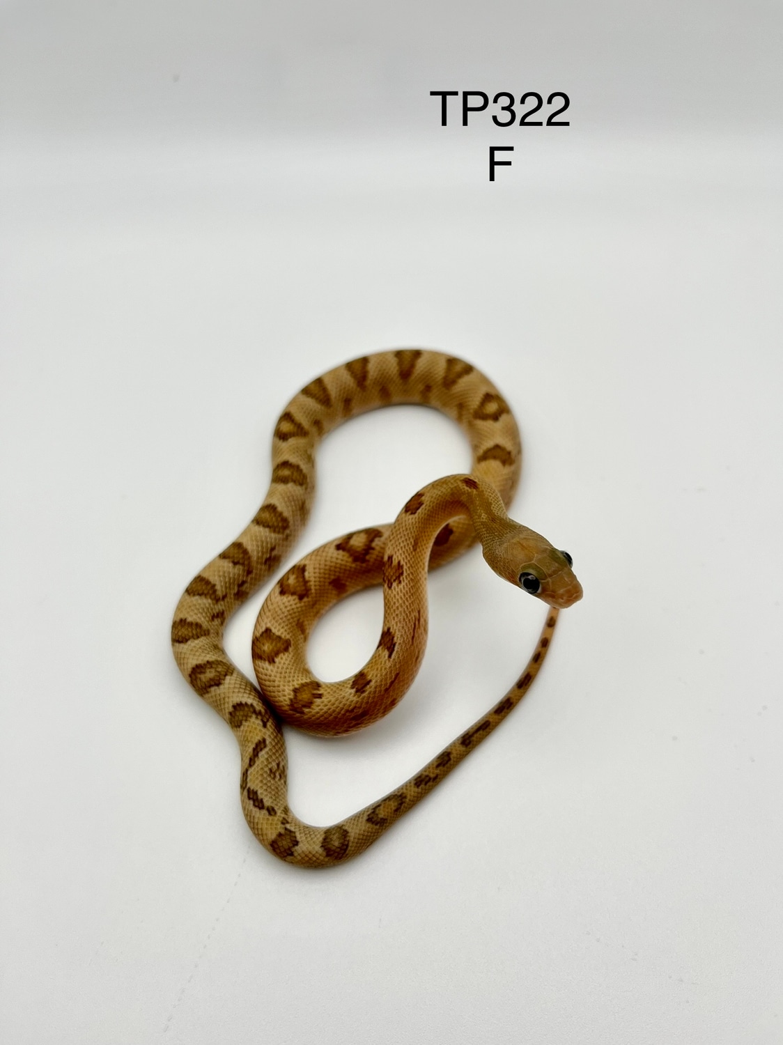 Blonde Trans Peocs Trans-Pecos Rat Snake by Monahan Herpetoculture ...