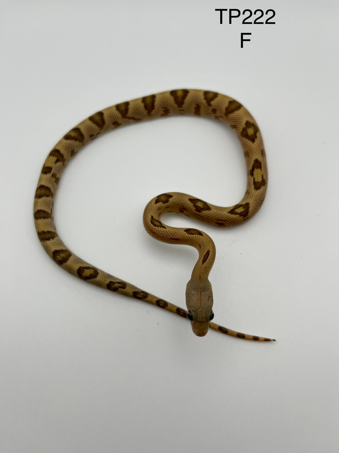 Blonde Trans-Pecos Rat Snake by Monahan Herpetoculture - MorphMarket