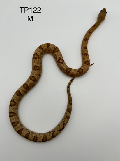 2022 Blonde Trans Pecos Trans-Pecos Rat Snake by Monahan Herpetoculture